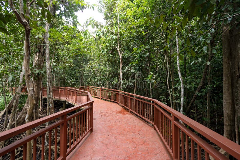Cement Bridge Pathway in the Beautiful Forest, Walking Path through in ...