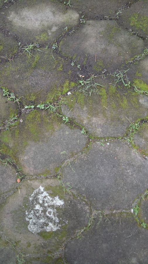 The Cement Floor Outside Was Covered in Green Moss Stock Photo - Image ...