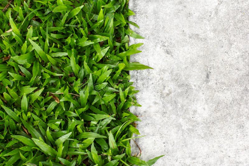 Cement and grass green. stock photo. Image of growth - 39091108