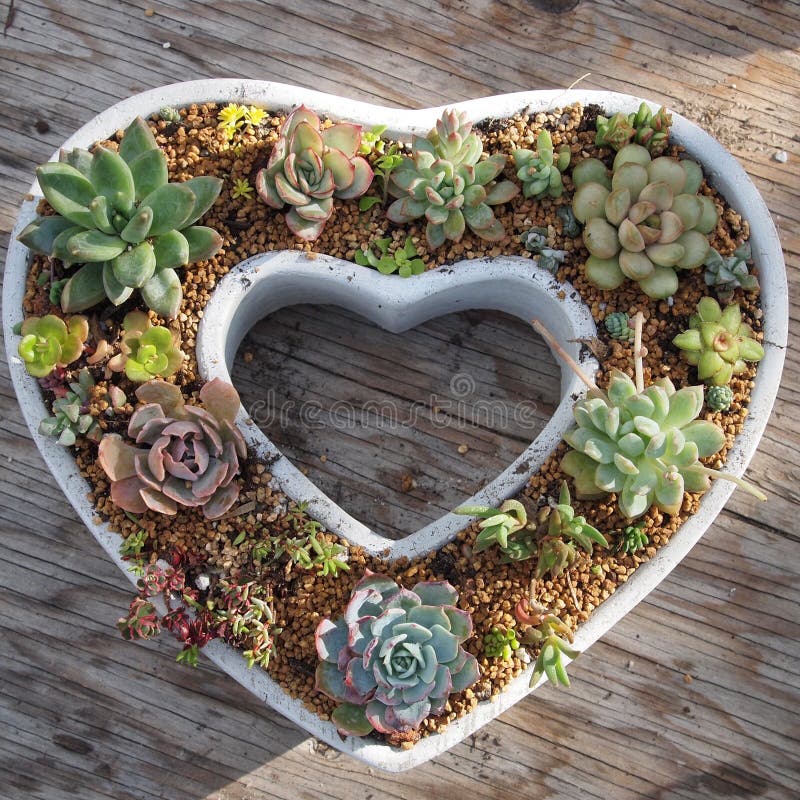 Cement Heart Shaped Planter Stock Photo - Image of heart, planter ...