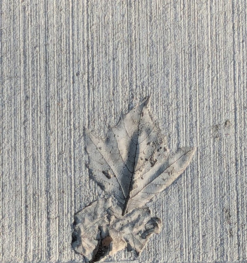 Cement Imprint of Leaf stock image. Image of imprint - 340700723