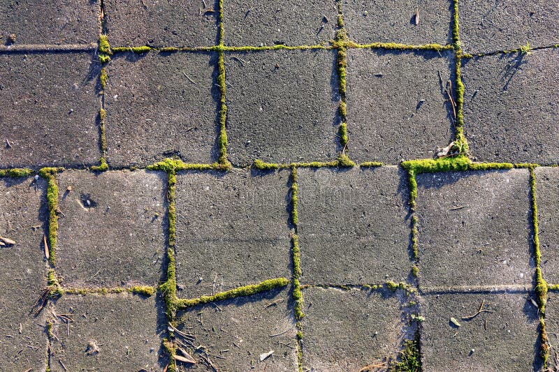 Cement Paving Tile Patterns with Green Moss in a Natural Outdoor ...