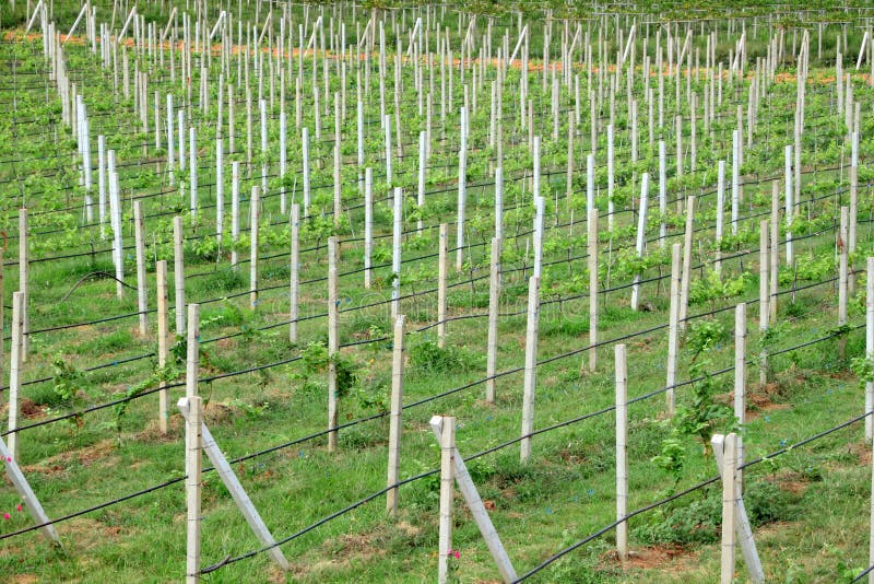 Cement Pole Grape Farm Stock Photos - Free & Royalty-Free Stock Photos ...