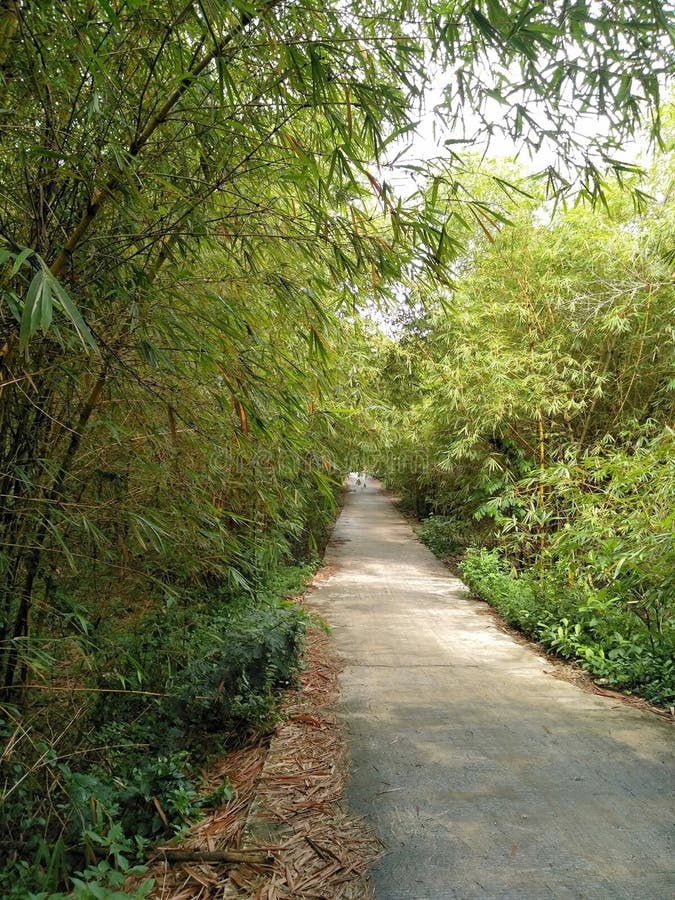 Cement Road through Green Bamboo Forest Stock Photo - Image of bamboo ...