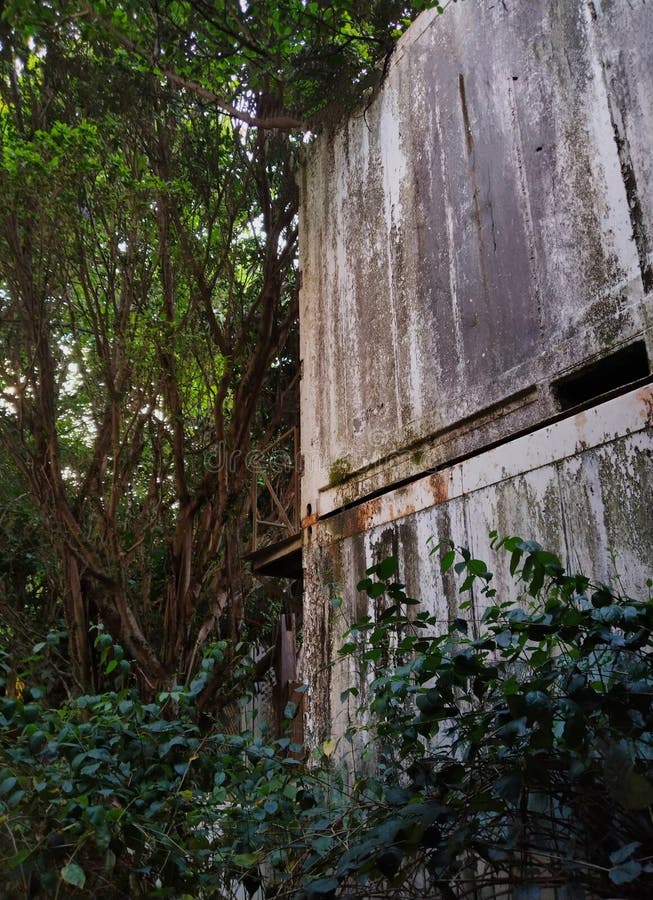 The Cement Wall Texture of Abandoned House Surrounded with Deep Forest ...