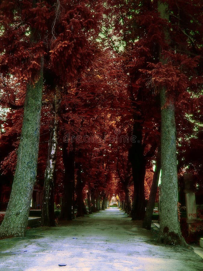 Cemetery alley stock image. Image of deep, passage, mysterious - 5101901