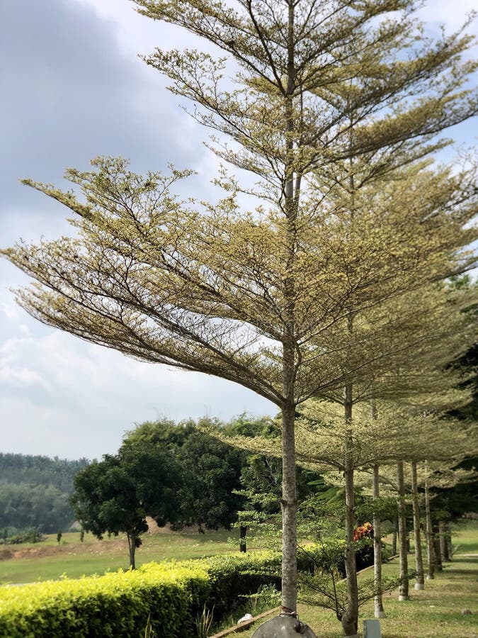 Cemetery garden tree stock image. Image of kluang, garden - 193080607