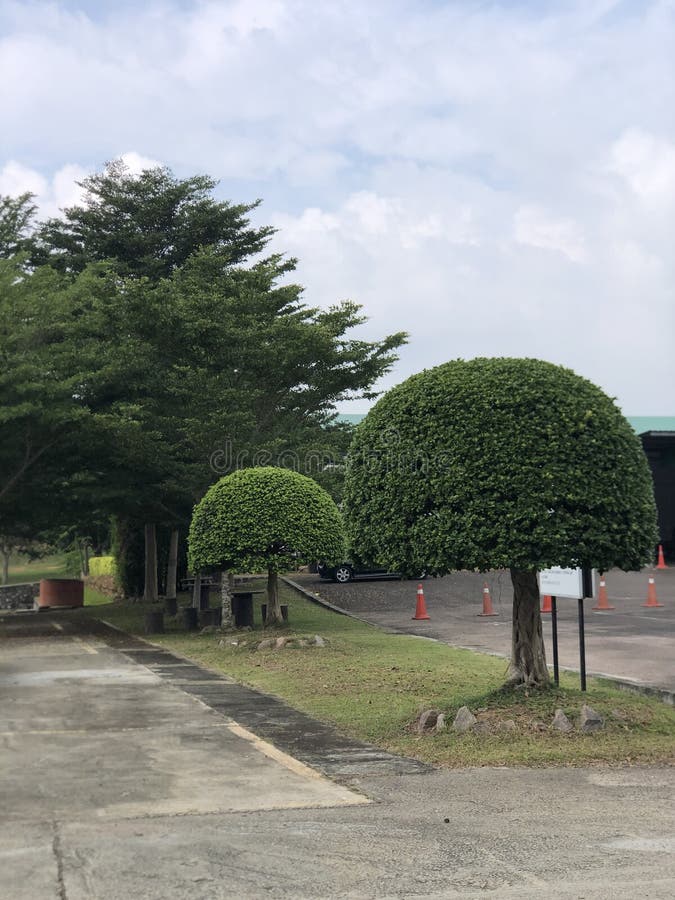 Cemetery garden tree stock image. Image of kluang, tree - 193080615