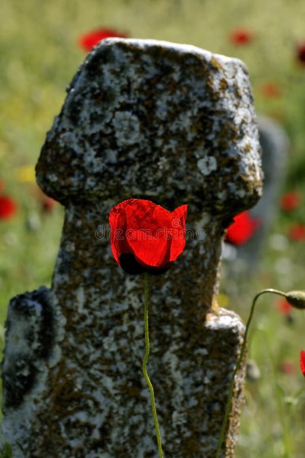 Cemetery Stone and Poppy Flower Stock Photo - Image of poppy, death ...