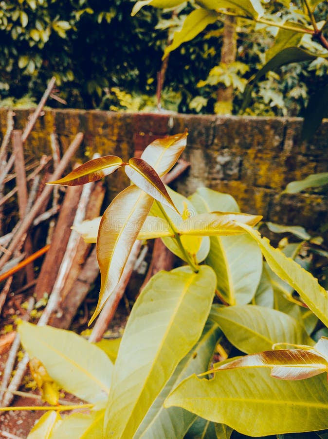 Cempaka leaf stock photo. Image of cempaka, nature, fruit - 239468560