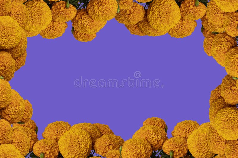 Cempasuchil Flower Frame with Colored Background and Space for Text ...