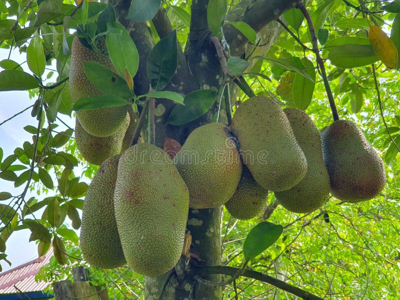 Cempedak, Artocarpus Integer, Exotic Fruit Similar To Jackfruit Stock ...