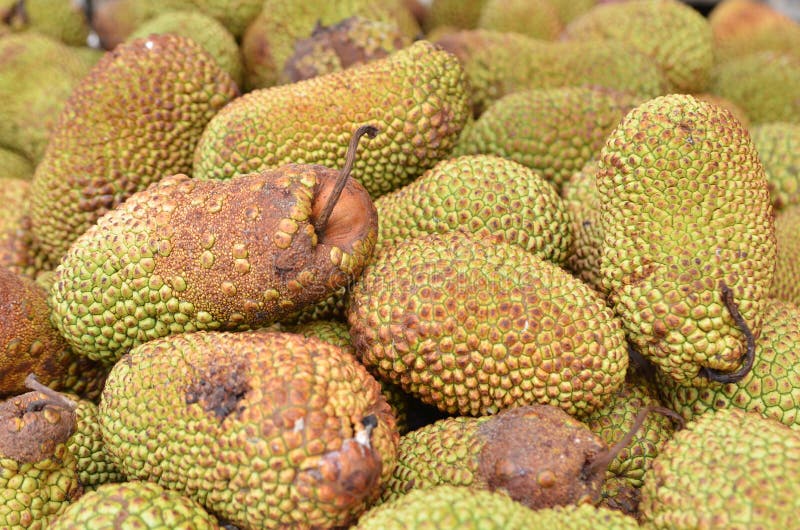 Cempedak or Artocarpus Integer Stock Image - Image of ripe, nature ...