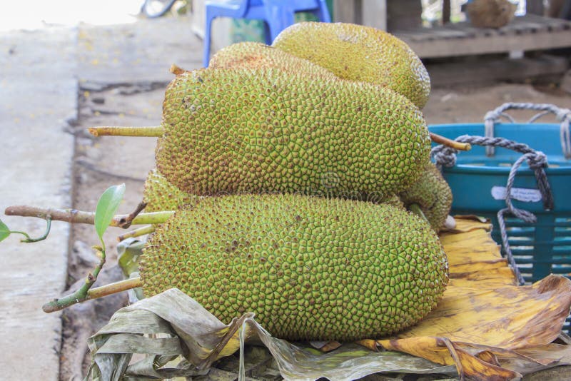 122 Ripe Chempedak Fruit Stock Photos - Free & Royalty-Free Stock ...