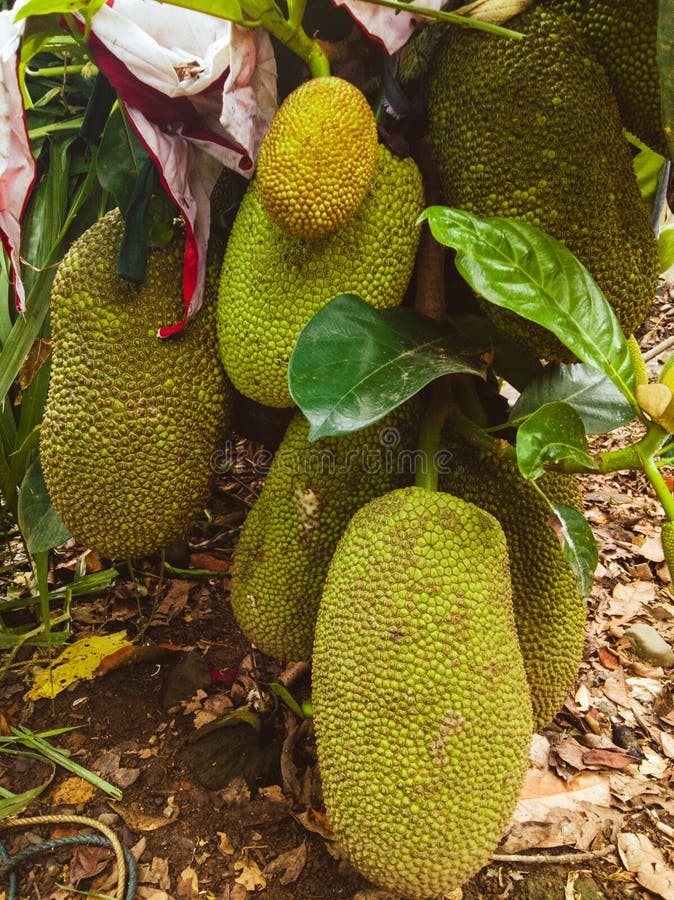 469 Cempedak Fruit Stock Photos - Free & Royalty-Free Stock Photos from ...