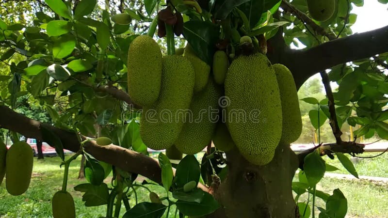 Cempedak fruit on the tree stock footage. Video of crop - 300743588