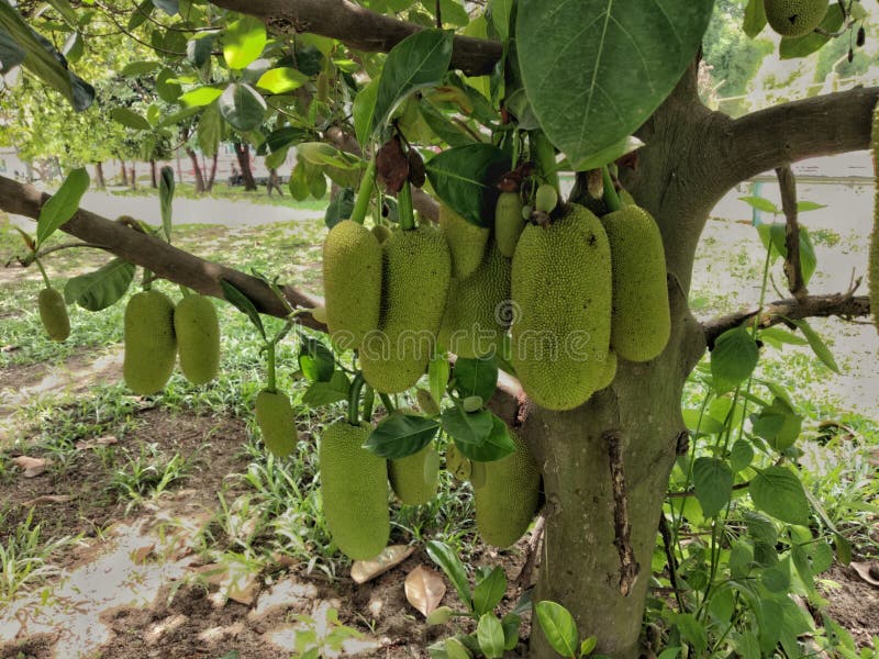 Cempedak fruit on the tree stock image. Image of agriculture - 299101817