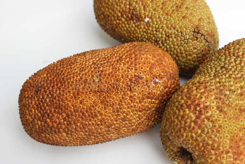 Cempedak Fruits Picture. Image: 23647736