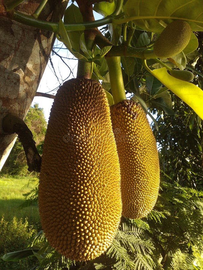 Cempedak, Jackfruit, Artocarpus, Artocarpus Odoratissimus Picture ...