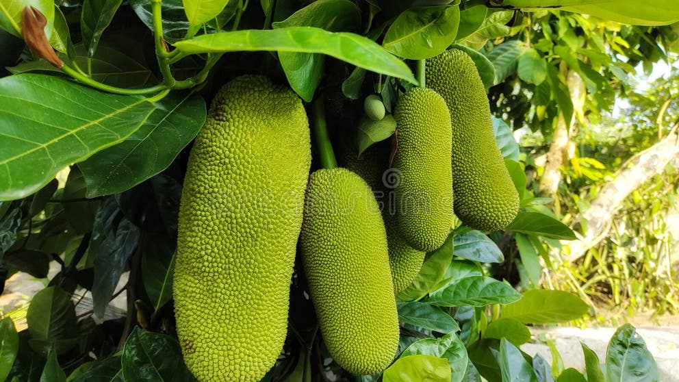 The Cempedak/jackfruit Tree and Its Very Dense Fruit. Stock Photo ...