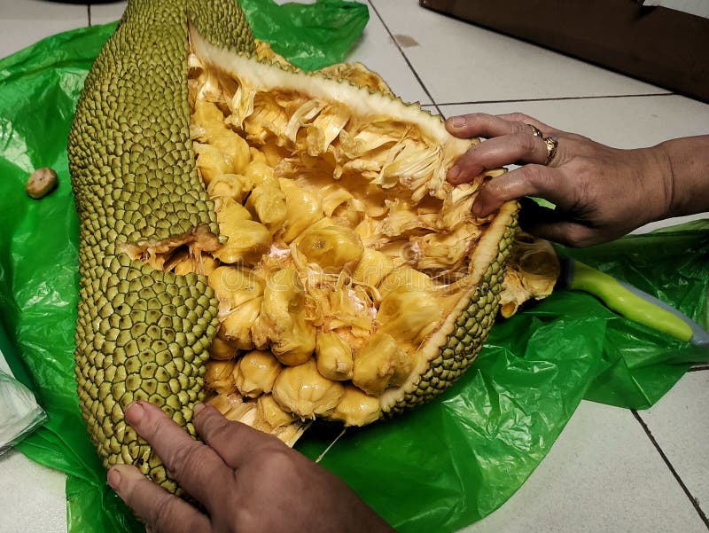 Cempedak Tree Similar To Jackfruit Stock Image - Image of jack ...