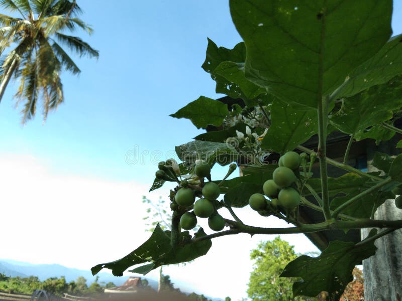 Cempoka Fruit Stock Photos - Free & Royalty-Free Stock Photos from ...