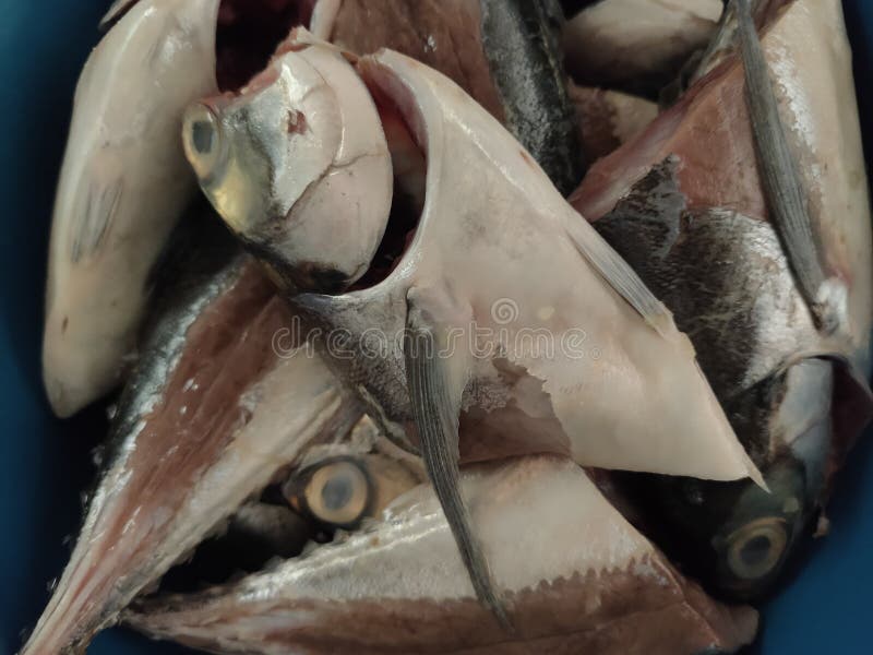 Cencaru Fish that Has Been Cleaned and Cut for Cooking Stock Image ...