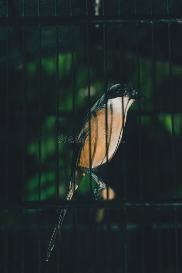 Cendet Bird Stock Illustrations – 2 Cendet Bird Stock Illustrations ...