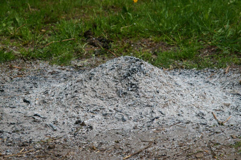 Cenere fotografia stock. Immagine di foresta, cenere - 77565294