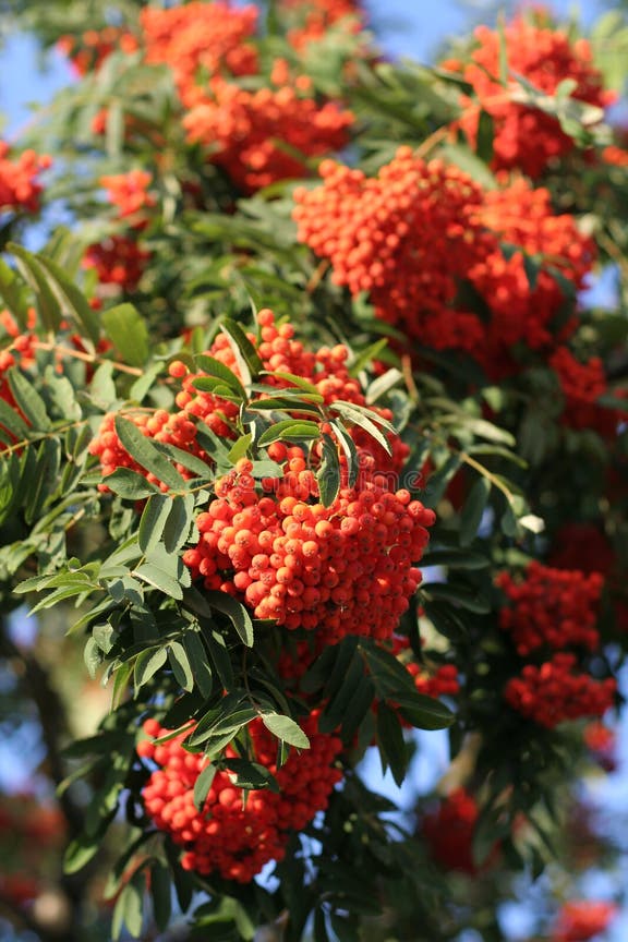 Ceniza de montaña, sorbas foto de archivo. Imagen de manojo - 1595236