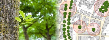 Census of Singol, Group or Row Trees in Cities - Green Management and ...