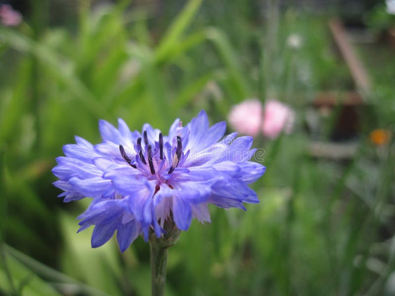 Centaurea stock image. Image of cornflower, grass, flora - 27379117