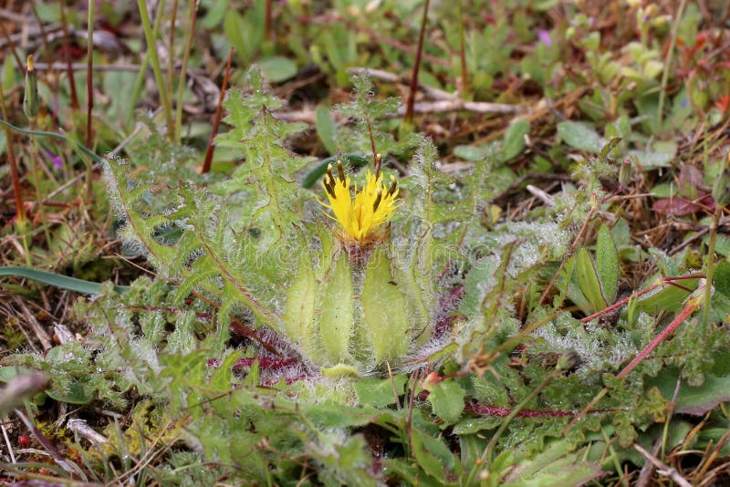 Centaurea Benedicta, Blessed Thistle - Wild Plant Stock Photo - Image ...