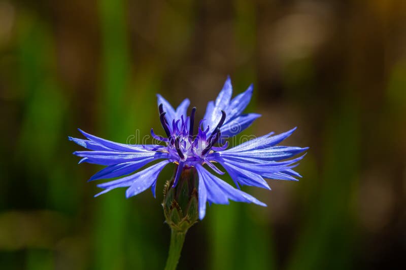 Centaurea Cyanus is the Common Cornflower in Our Fields Stock Image ...