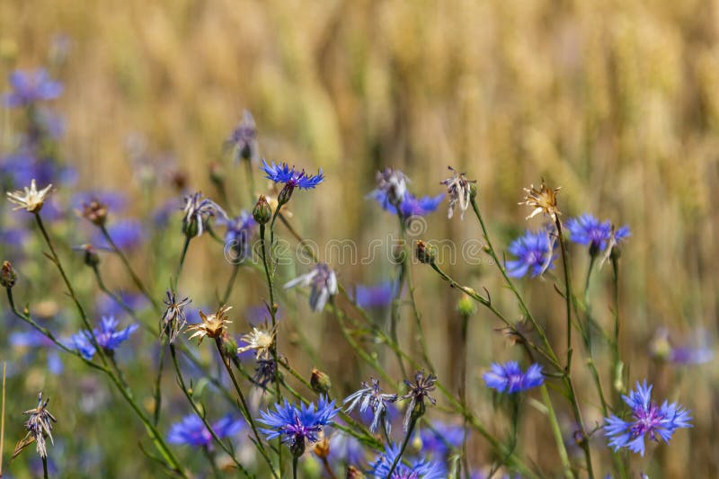 Centaurea Cyanus,cornflower or Bachelor S Button Blue Flower on the ...