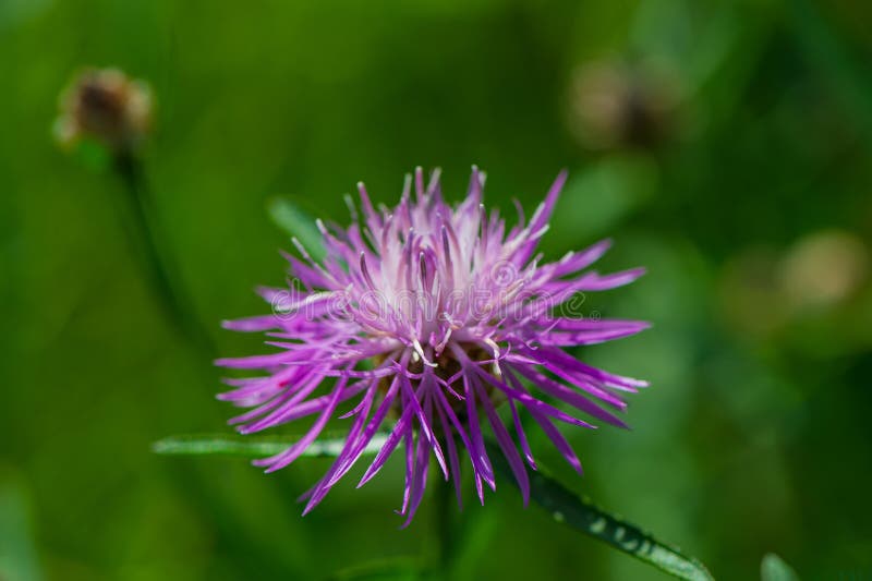 Centaurea Flower in the Meadow in the Morning Stock Photo - Image of ...