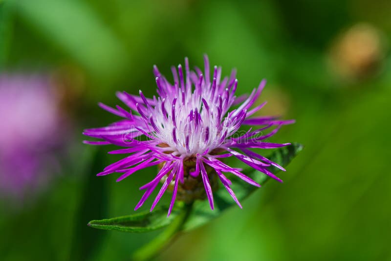 Centaurea Flower in the Meadow in the Morning Stock Image - Image of ...