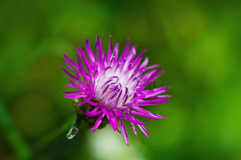 Centaurea Flower in the Meadow in the Morning Stock Photo - Image of ...