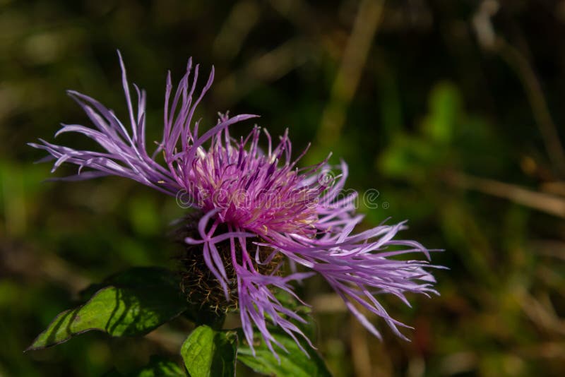 Centaurea Jacea Blooms in the Meadow among Wild Grasses Stock Photo ...
