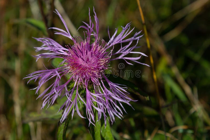Centaurea Jacea Blooms in the Meadow among Wild Grasses Stock Photo ...