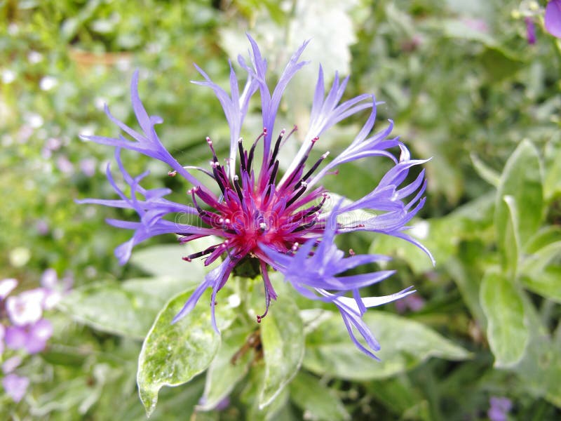 Centaurea Montana (mountain Cornflower) Stock Photo - Image of petal ...