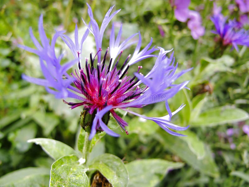 Centaurea Montana (mountain Cornflower) Stock Image - Image of botanic ...
