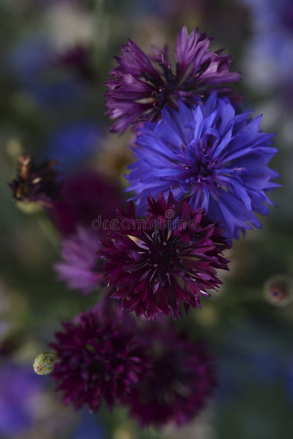 Centaurea Paniculata. Aster Flowers in the Garden Stock Image - Image ...
