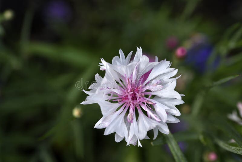 Centaurea Paniculata. Aster Flowers in the Garden Stock Photo - Image ...