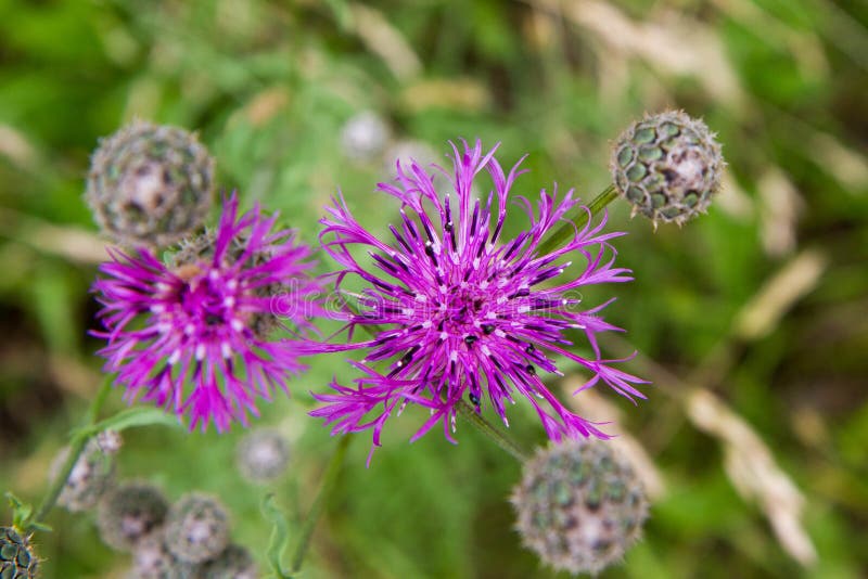 The Centaurea Plant Blooming Stock Image - Image of centaureas, bloom ...