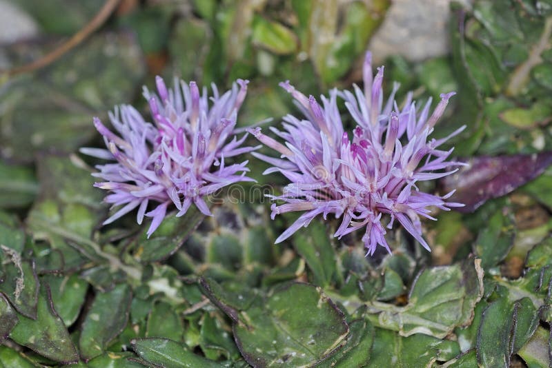 Centaurea raphanina, Crete stock photo. Image of outdoor - 178772282