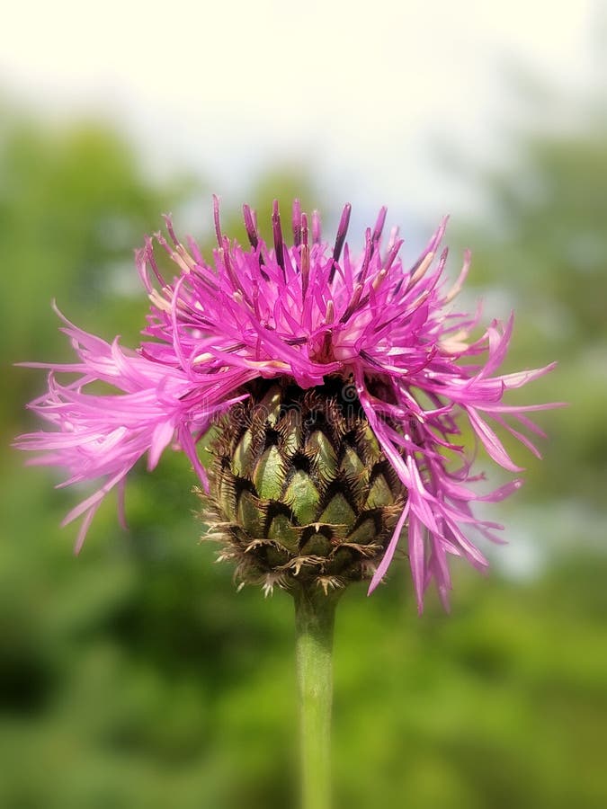 Centaurea scabiosa stock image. Image of herbaceous - 270510089