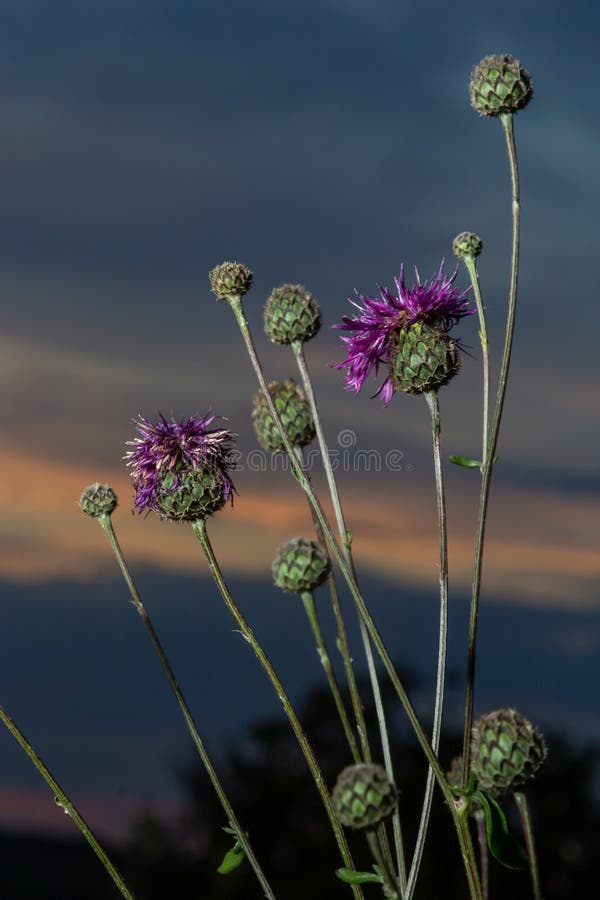 Centaurea Scabiosa Subsp. Apiculata, Centaurea Apiculata, Compositae ...
