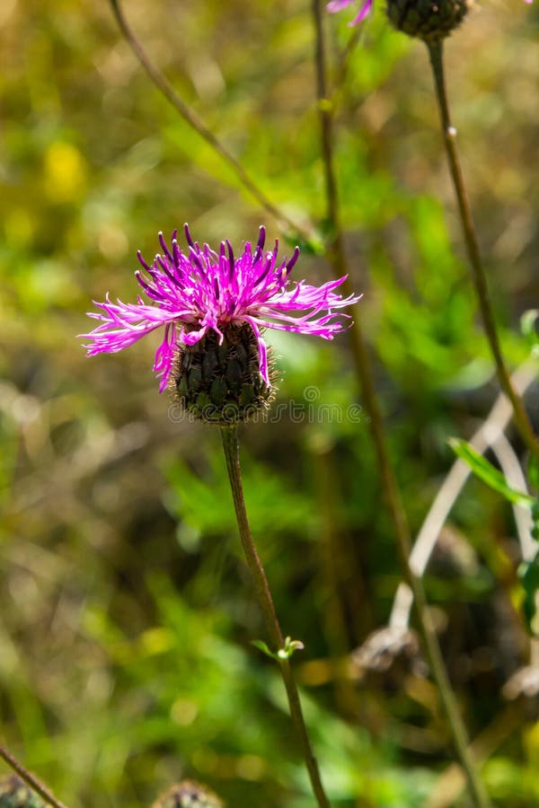 Centaurea Scabiosa Subsp. Apiculata, Centaurea Apiculata, Compositae ...