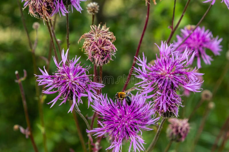 Centaurea Scabiosa Subsp. Apiculata, Centaurea Apiculata, Compositae ...